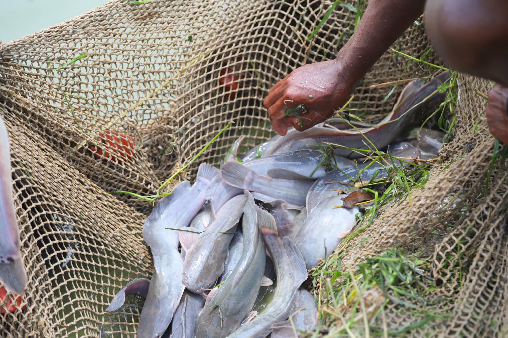 Empowering Aquaculture in Uganda: How Multistakeholder Innovation ...