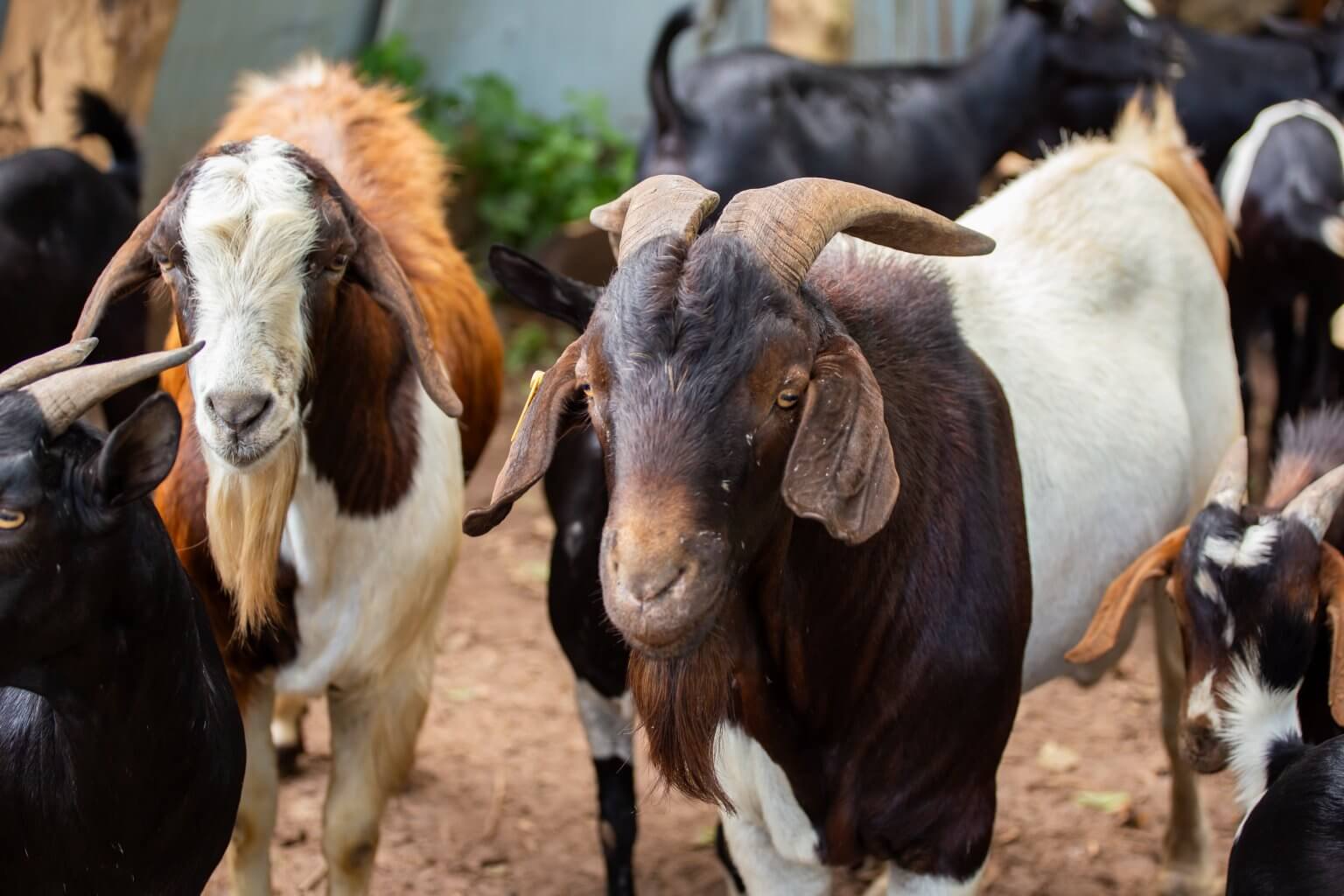 ASARECA, ICARDA, ILRI, NARO move to boost goat productivity via ...